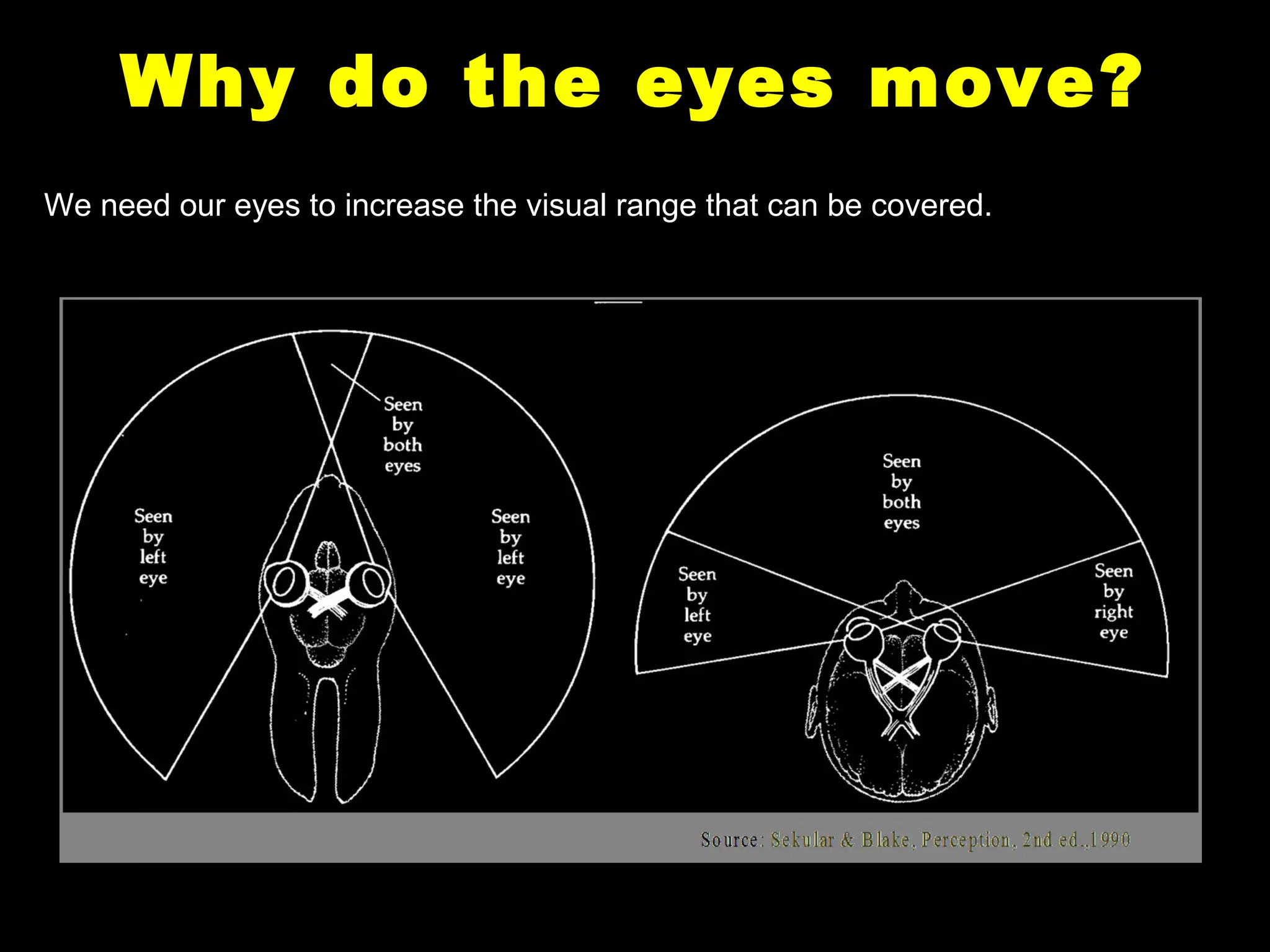 Eye movements - Anatomy, Physiology, Clinical Applications | PPT