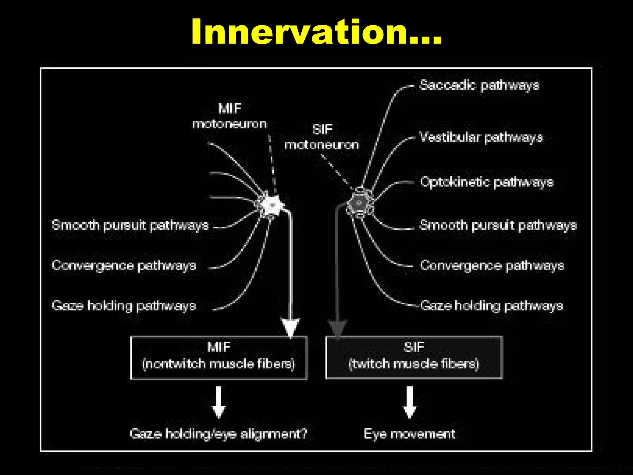 Eye movements | PPT