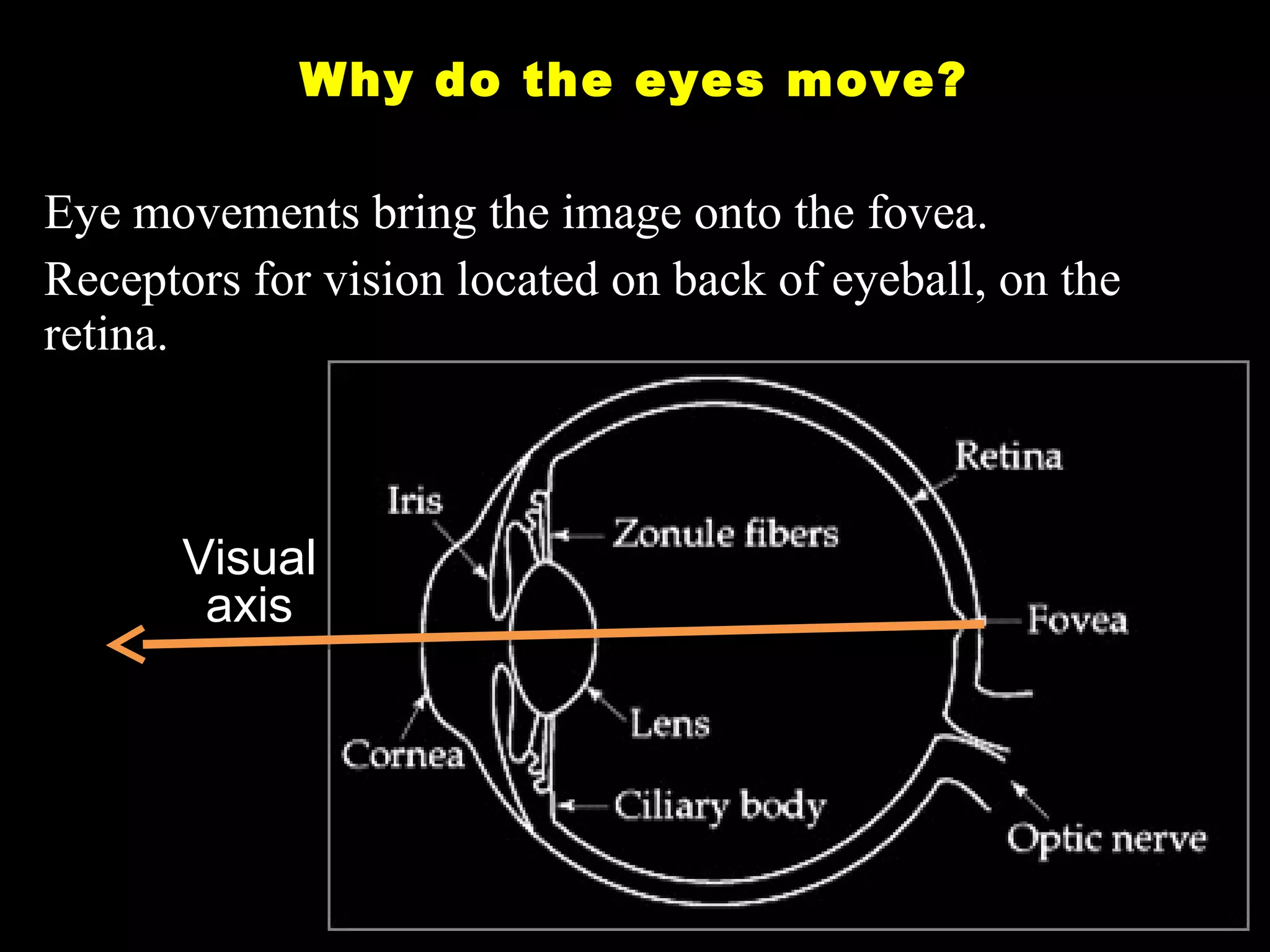 Eye movements | PPT