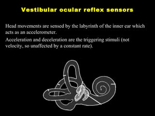 Vestibulo Ocular Reflex Animation