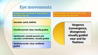 Eye movements | PPSX