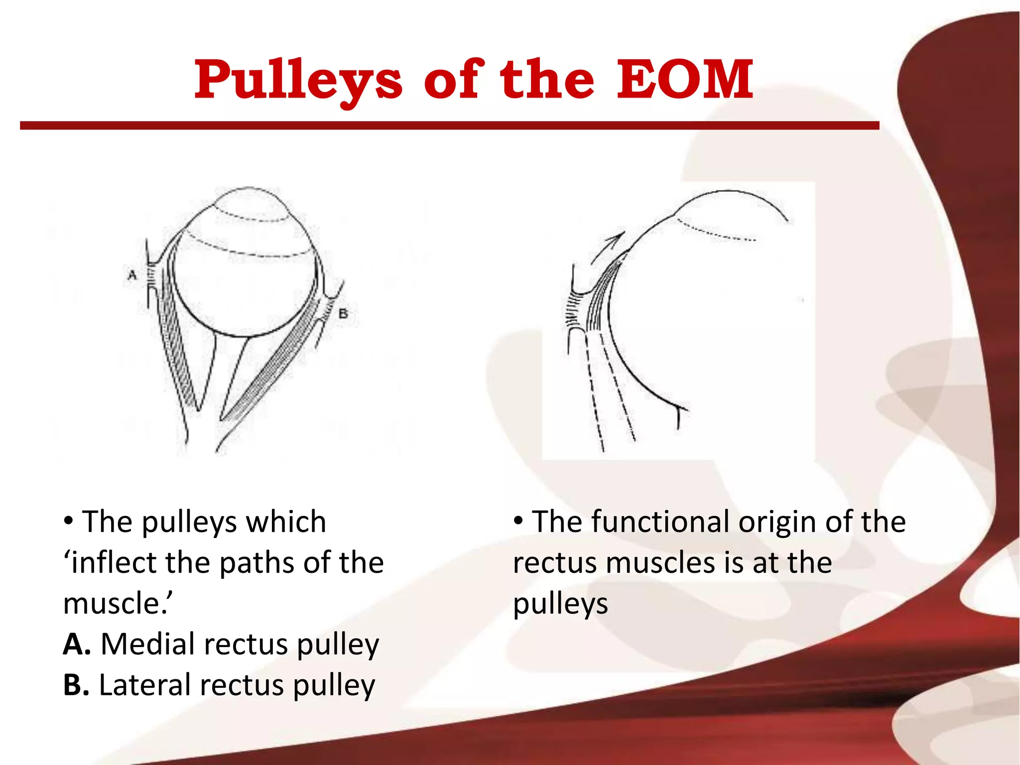 Eye Muscles Anatomy | PPTX
