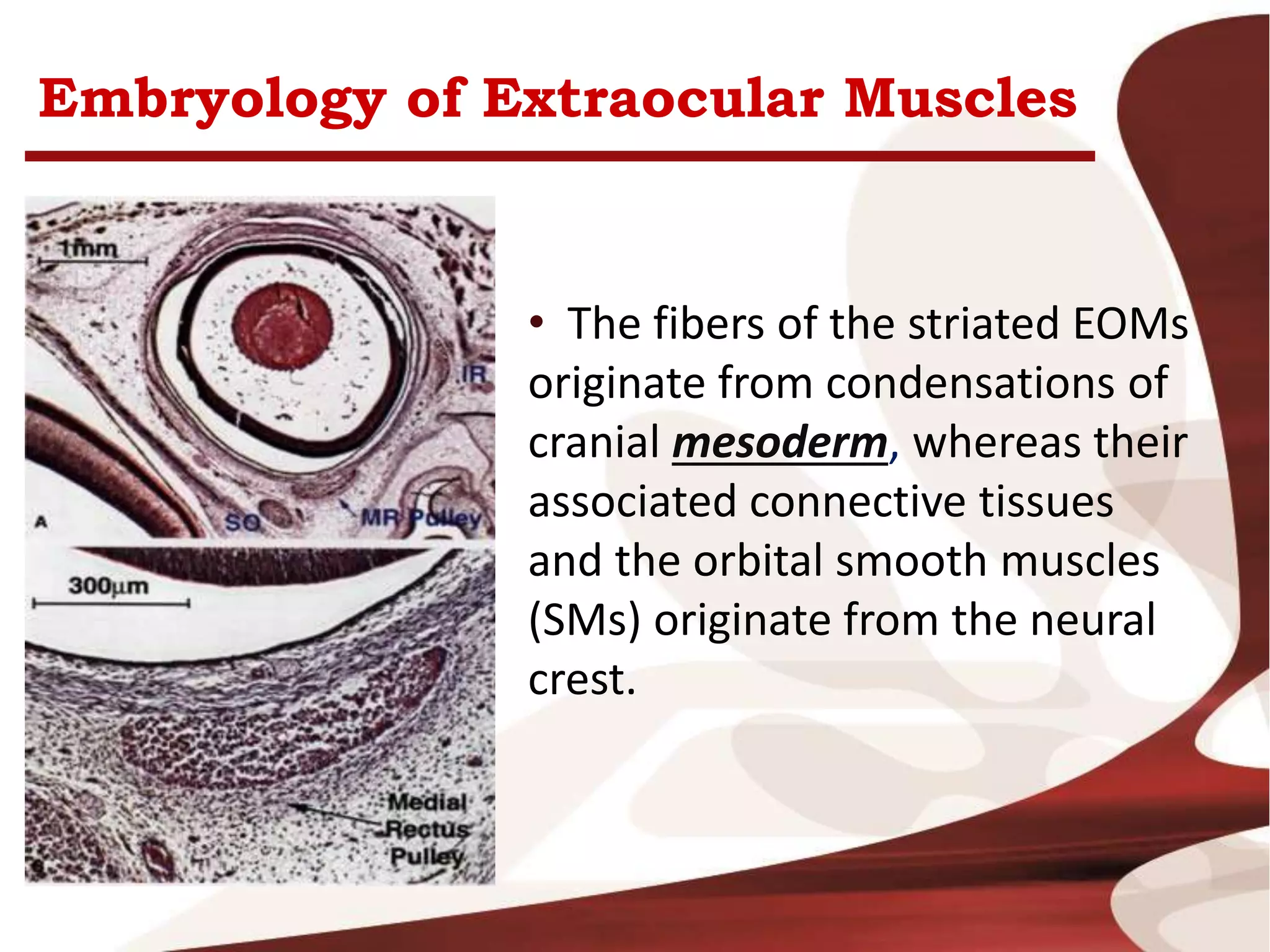 Eye Muscles Anatomy | PPTX