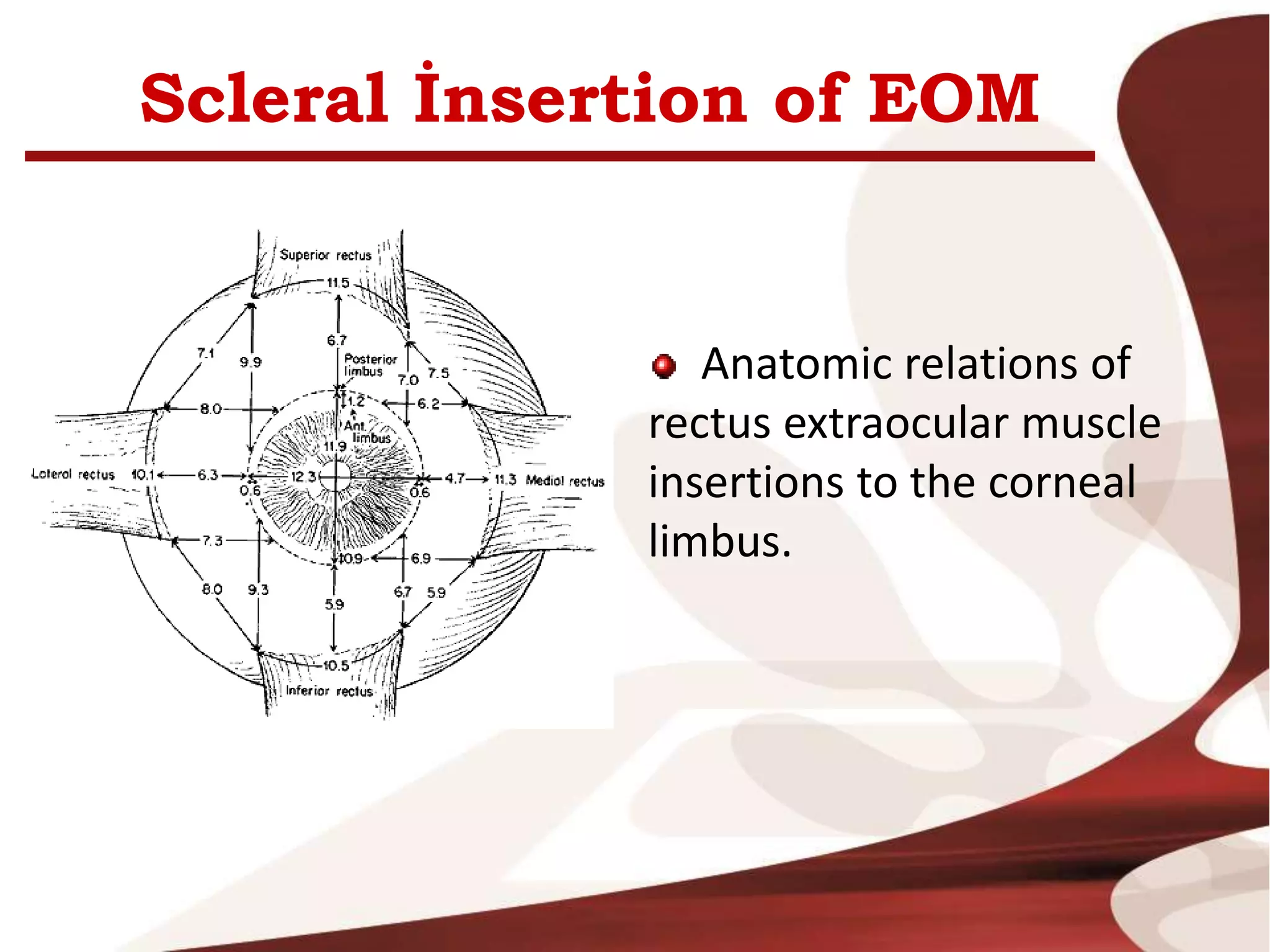 Eye Muscles Anatomy | PPTX