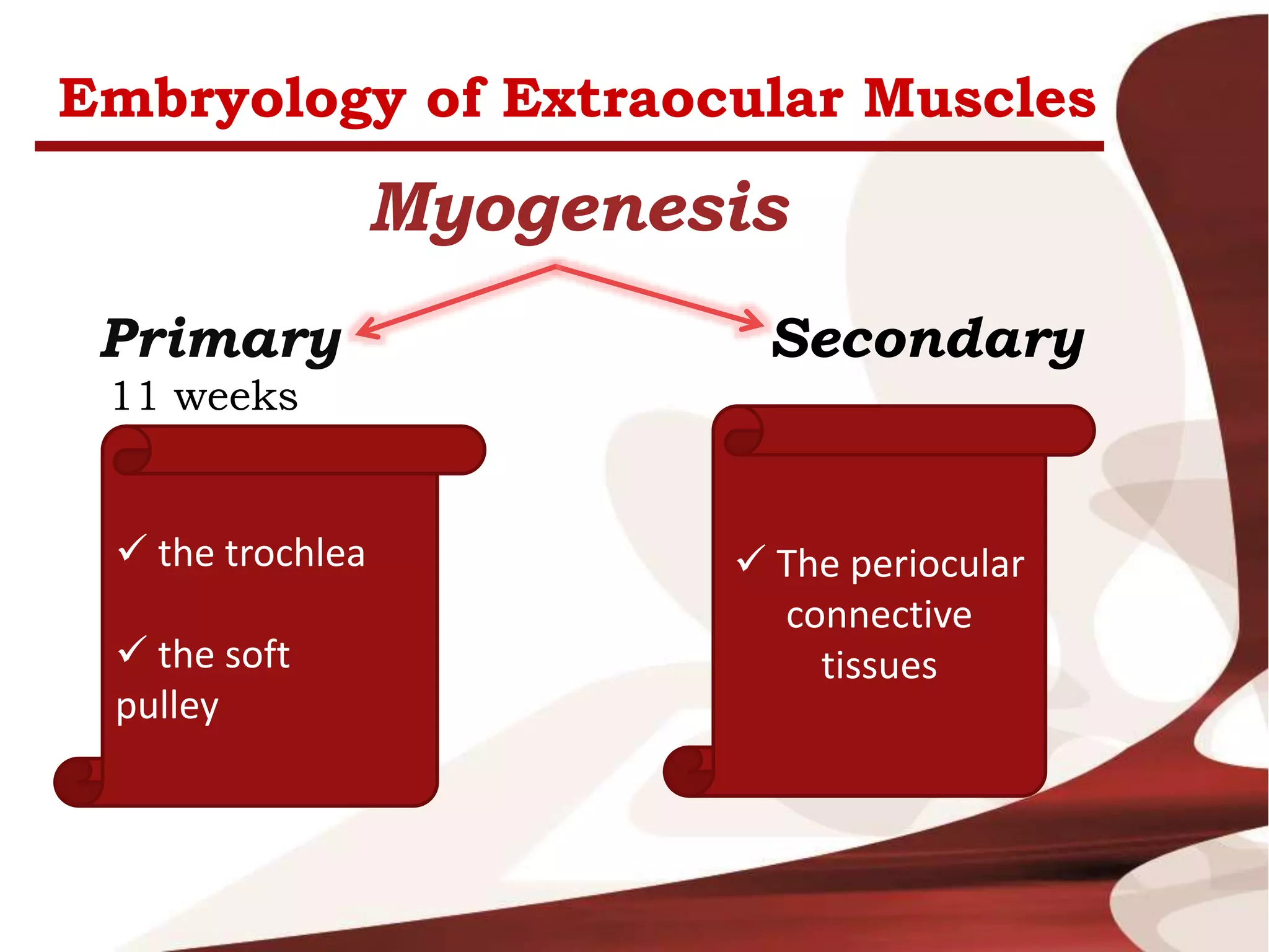 Eye Muscles Anatomy | PPTX