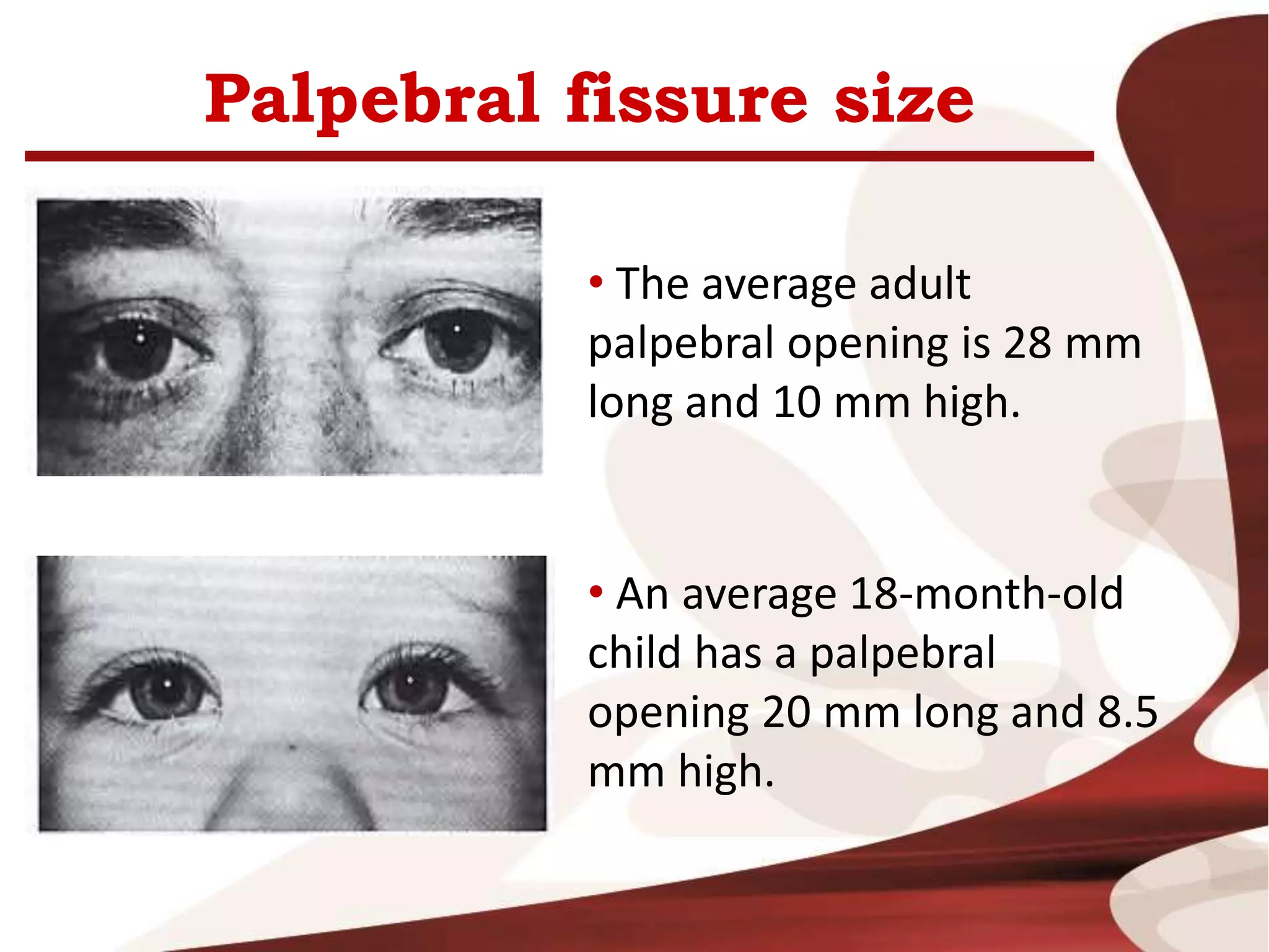 Eye Muscles Anatomy | PPTX