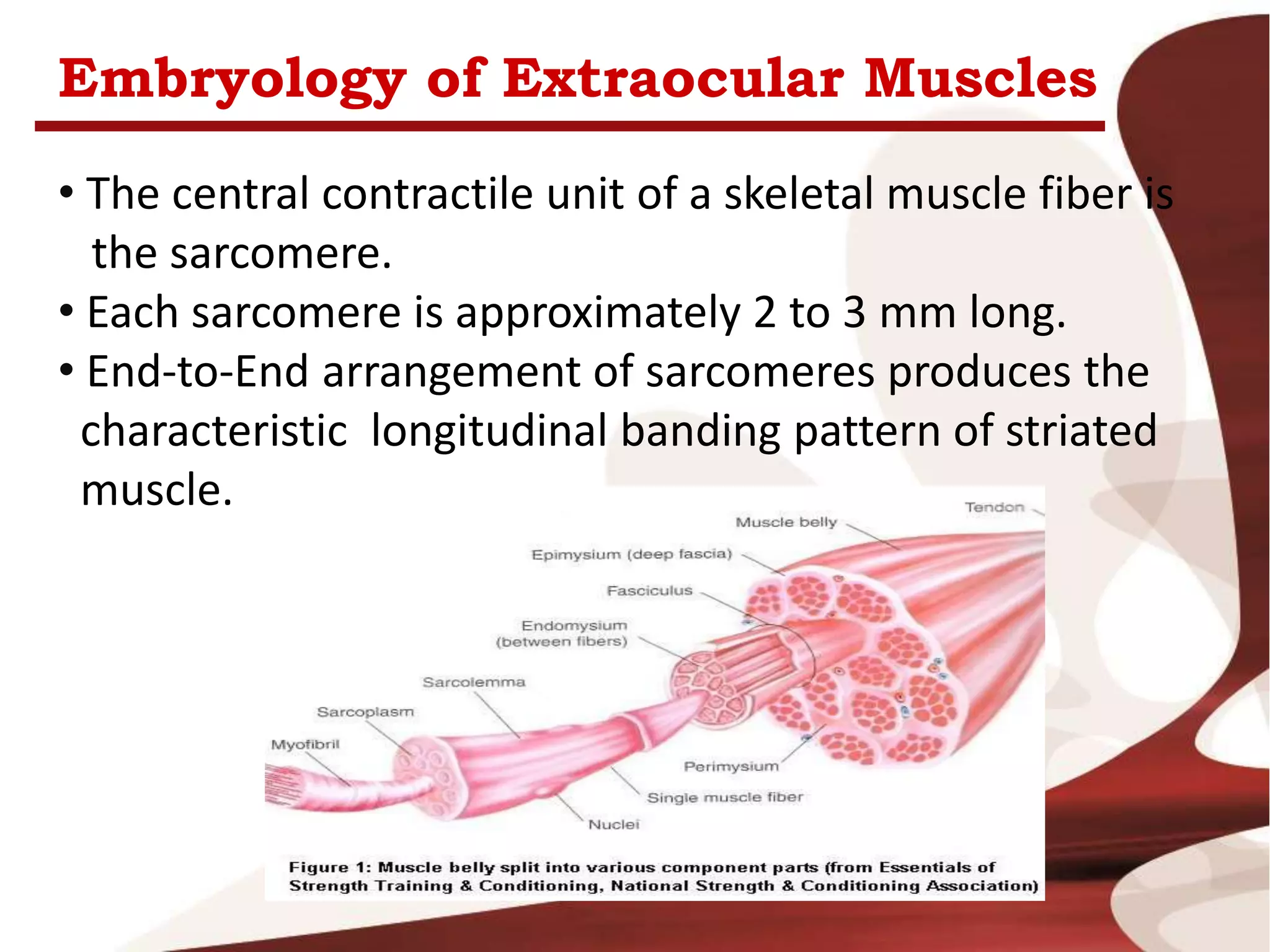 Eye Muscles Anatomy | PPTX