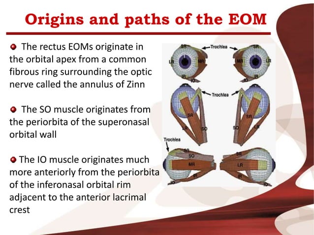 Eye Muscles Anatomy | PPTX | Surgery | Medical Health