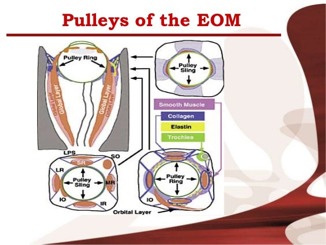 Eye Muscles Anatomy