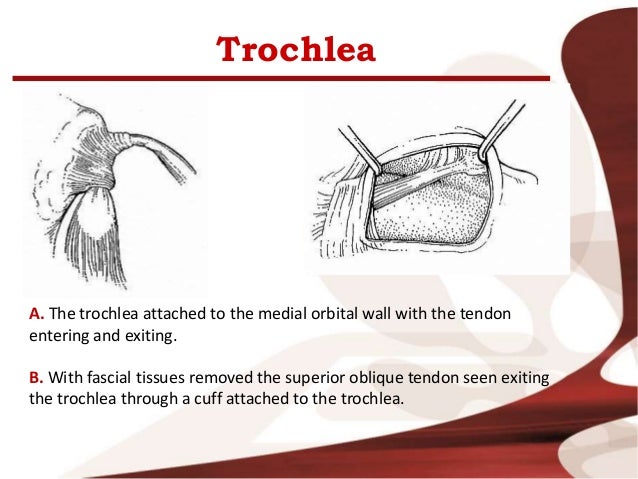 Eye Muscles Anatomy