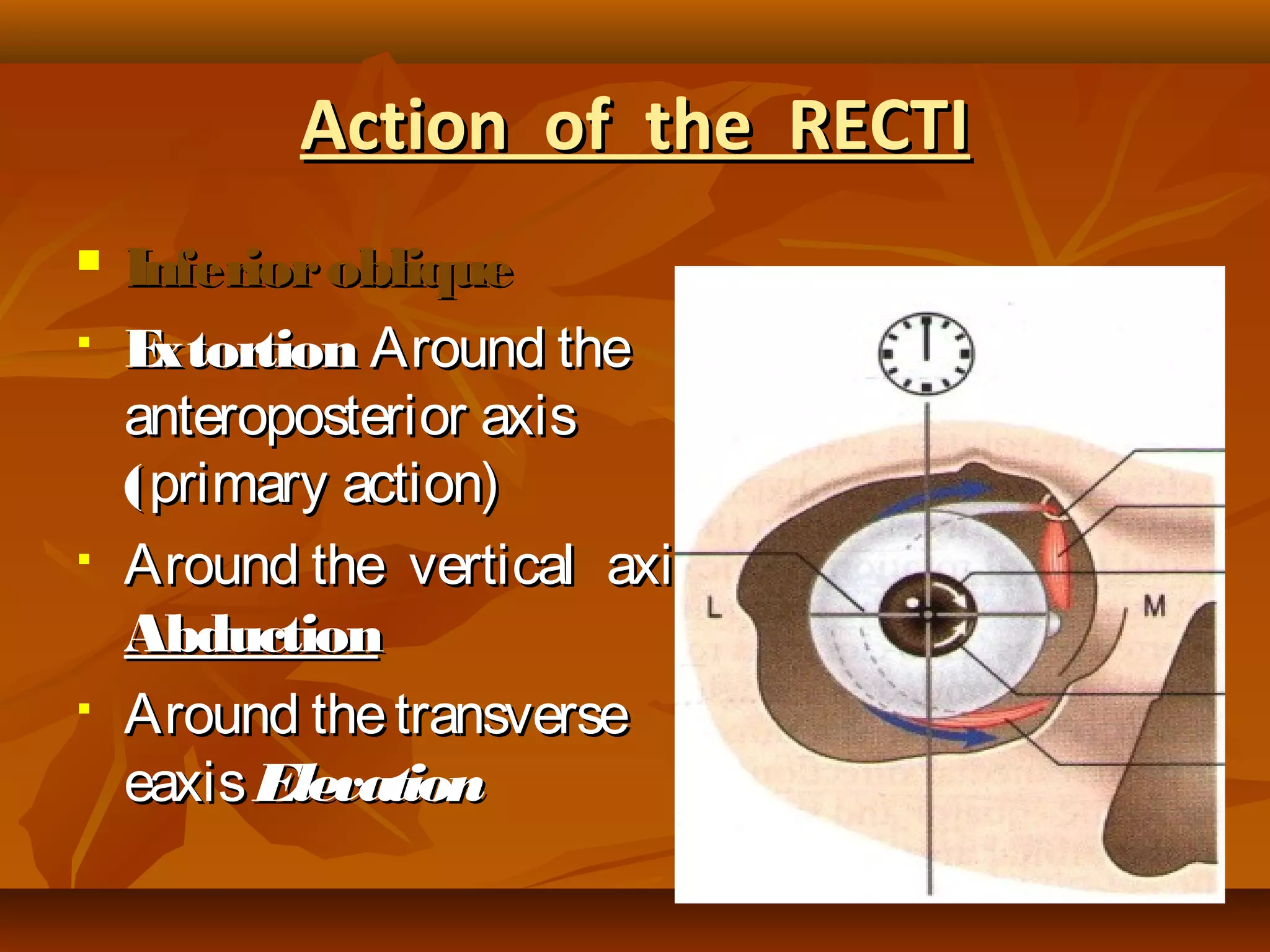 Eye muscles and ocular movements, laws of ocular motility | PPT