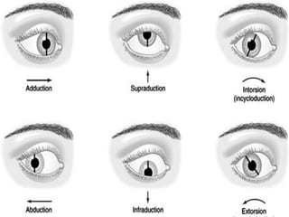 Eye muscles and ocular movements, laws of ocular motility | PPT