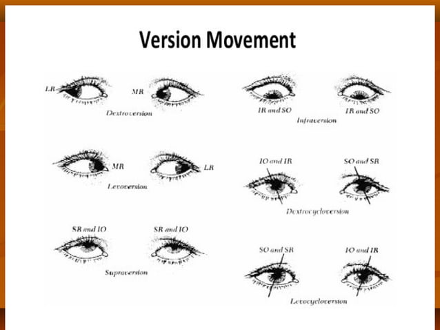 Eye muscles and ocular movements, laws of ocular motility | PPT | Eye ...