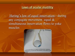 Eye muscles and ocular movements, laws of ocular motility | PPT