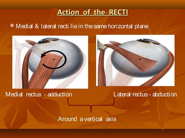 Eye muscles and ocular movements, laws of ocular motility | PPT | Eye ...