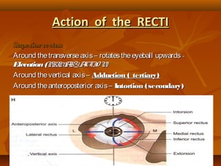 Eye muscles and ocular movements, laws of ocular motility | PPT