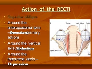 Eye muscles and ocular movements, laws of ocular motility | PPT