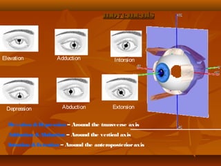 Eye muscles and ocular movements, laws of ocular motility | PPT