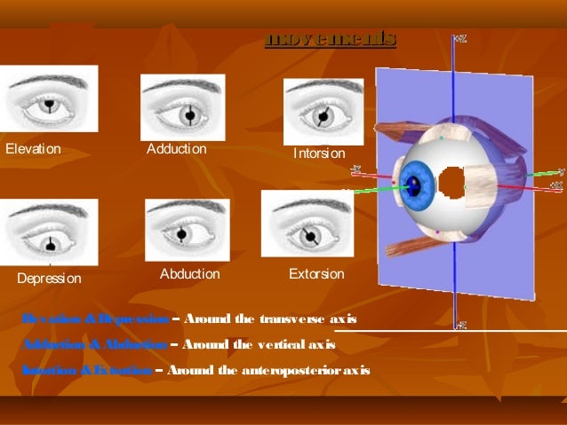 Eye muscles and ocular movements, laws of ocular motility