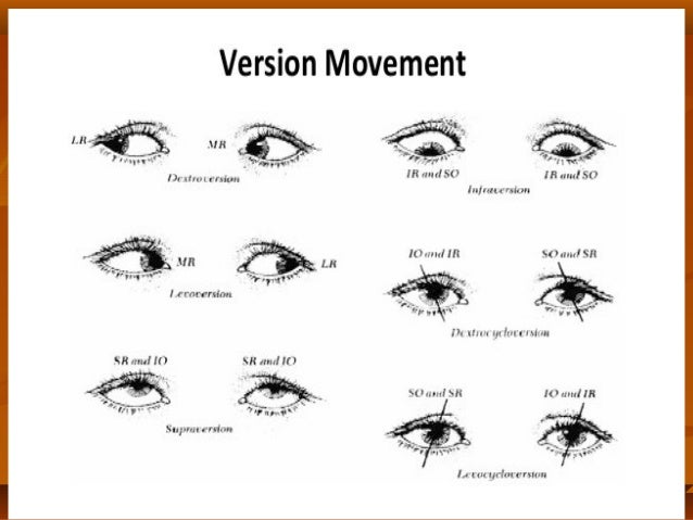 Eye muscles and ocular movements, laws of ocular motility