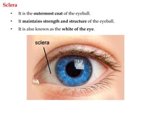 Eye and its disorders in anatomy and physiology | PPTX