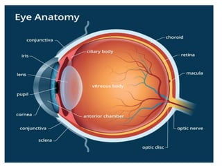 Eye and its disorders in anatomy and physiology | PPTX