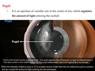 Eye and its disorders in anatomy and physiology | PPTX