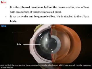 Eye and its disorders in anatomy and physiology | PPTX