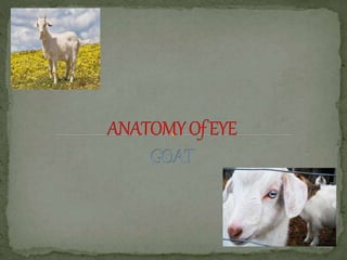 Eye of goat | PPTX