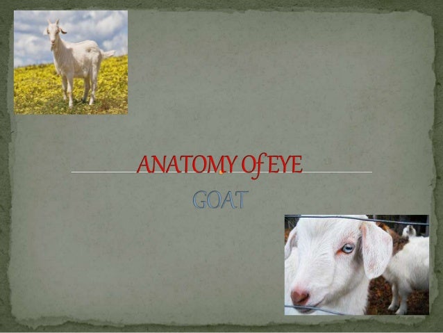 Goat Eye Chart