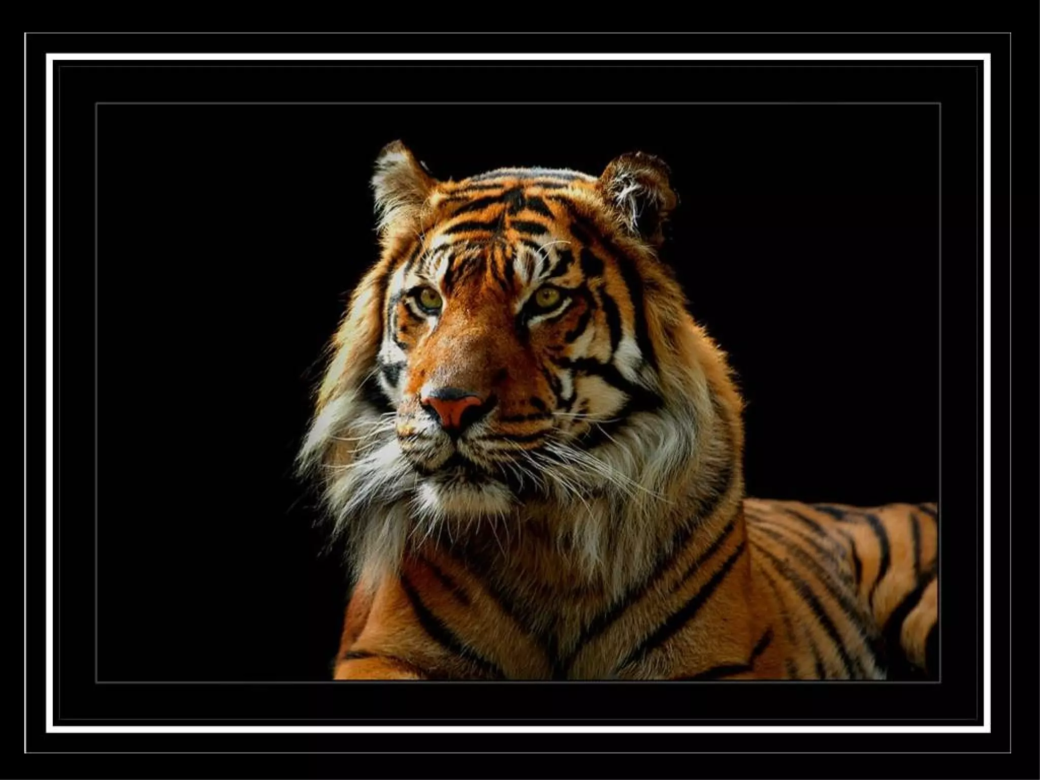 'Eye Of The Tiger' | PPS