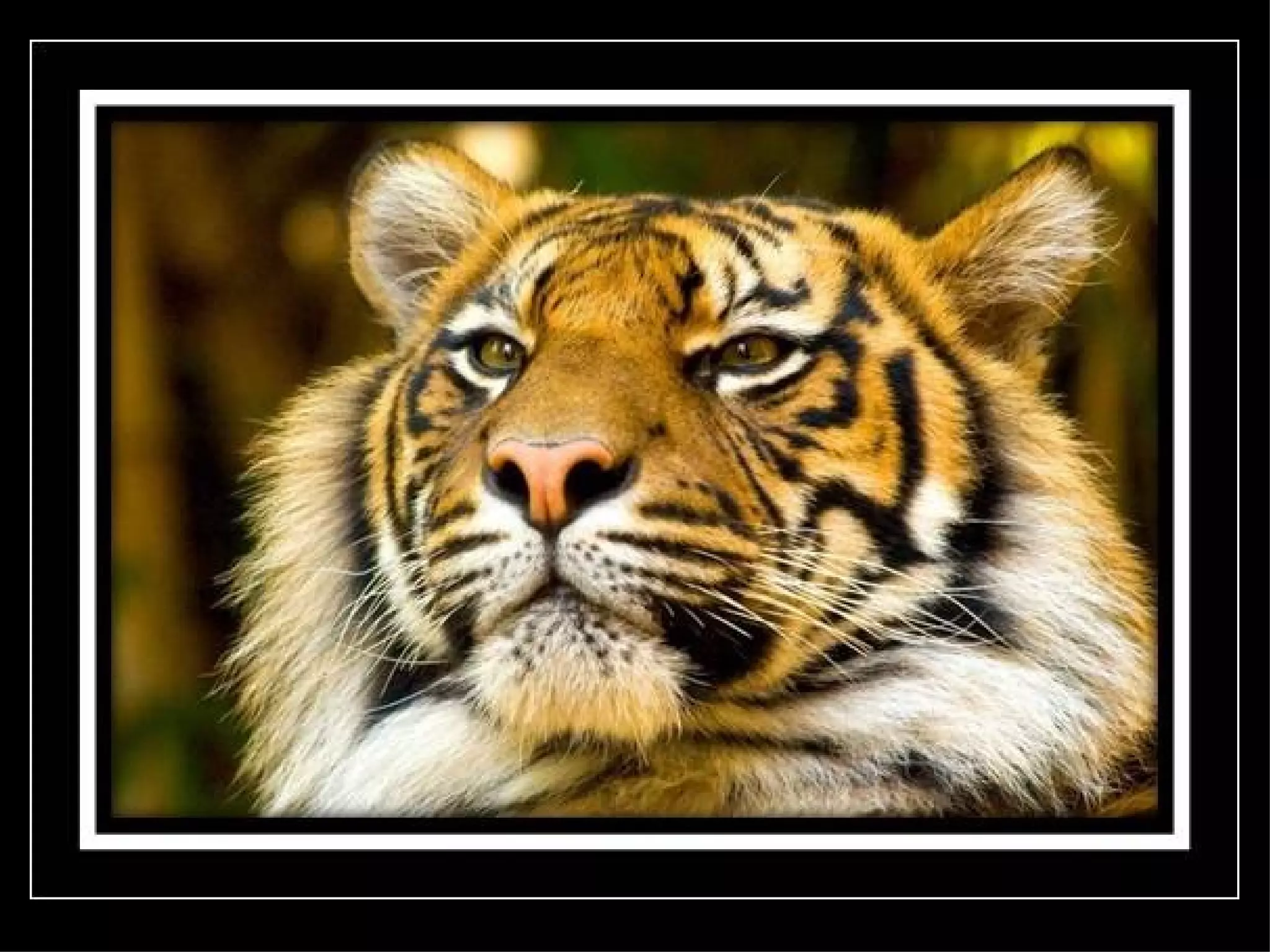 'Eye Of The Tiger' | PPS