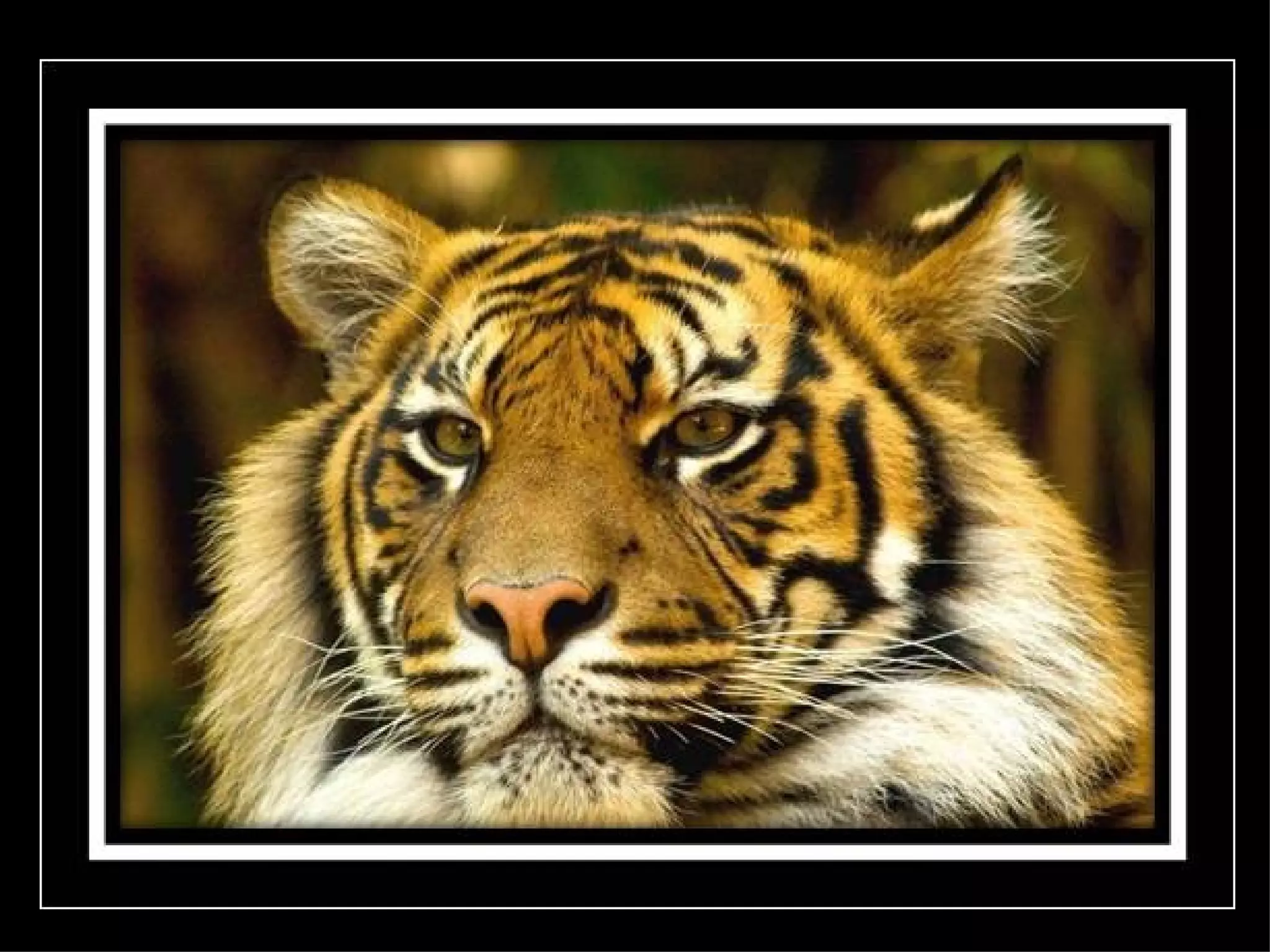 'Eye Of The Tiger' | PPS