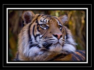 'Eye Of The Tiger' | PPS