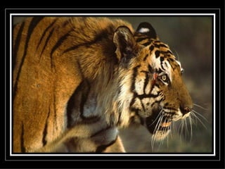 'Eye Of The Tiger' | PPS