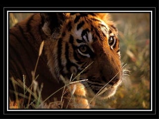 'Eye Of The Tiger' | PPS