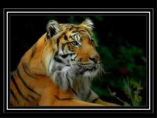 'Eye Of The Tiger' | PPS