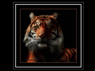 'Eye Of The Tiger' | PPS