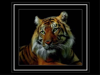 'Eye Of The Tiger' | PPS