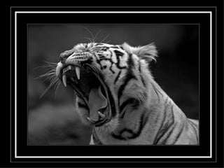 'Eye Of The Tiger' | PPS