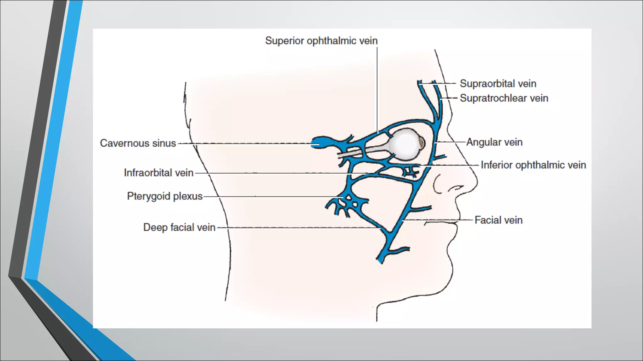 Eye optic nerve and visal pathway.pdf