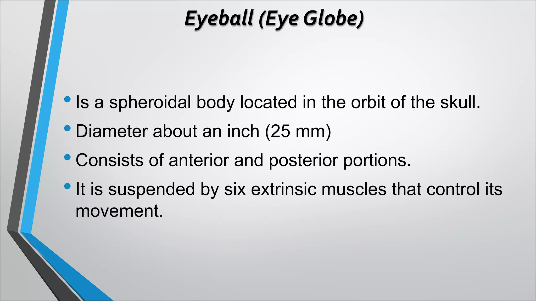 Eye optic nerve and visal pathway.pdf