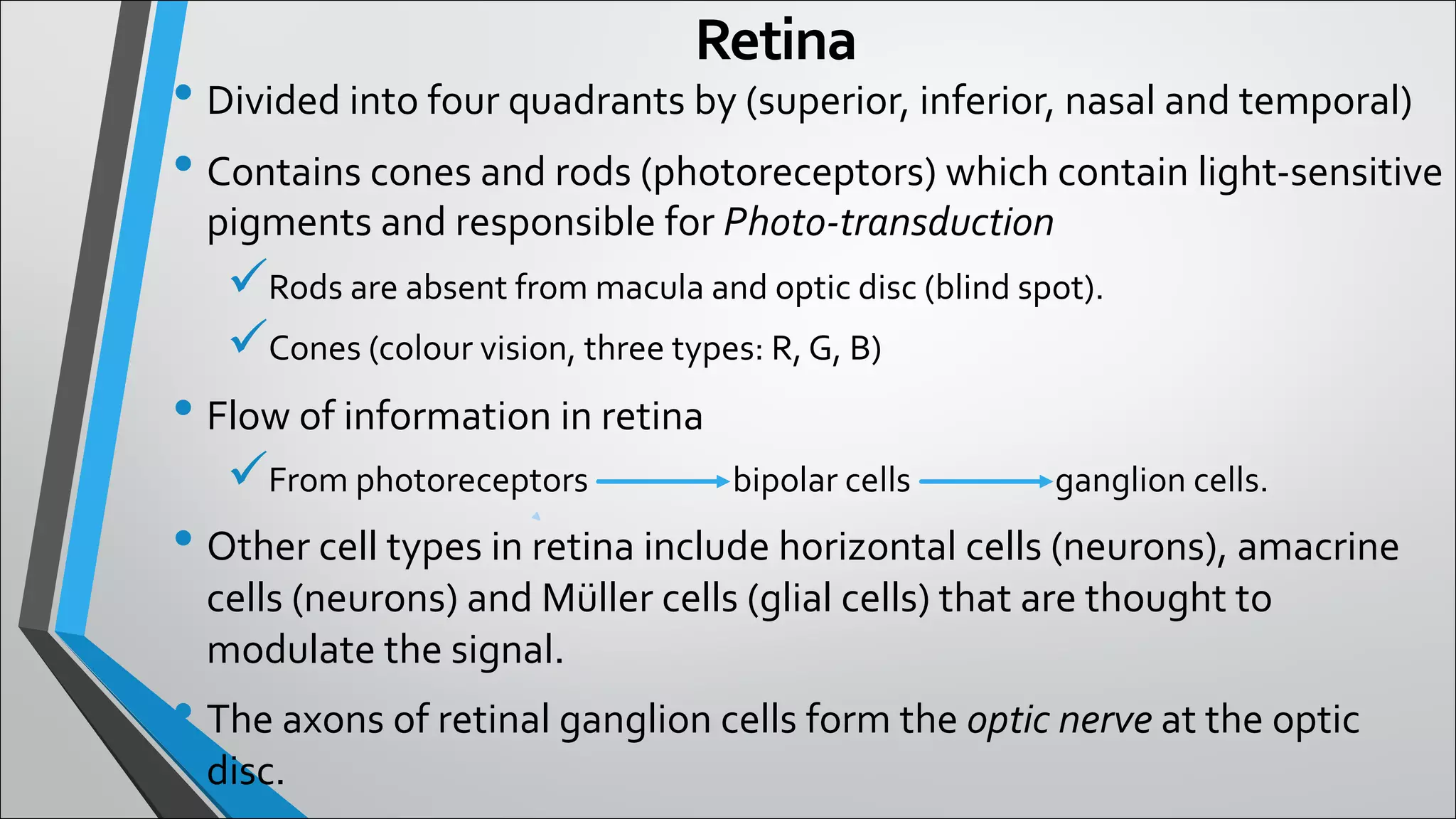 Eye optic nerve and visal pathway.pdf