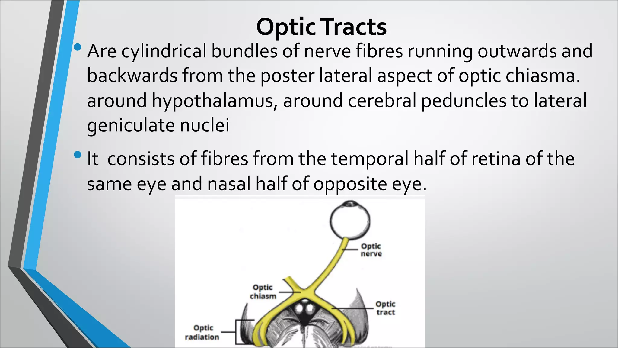 Eye optic nerve and visal pathway.pdf