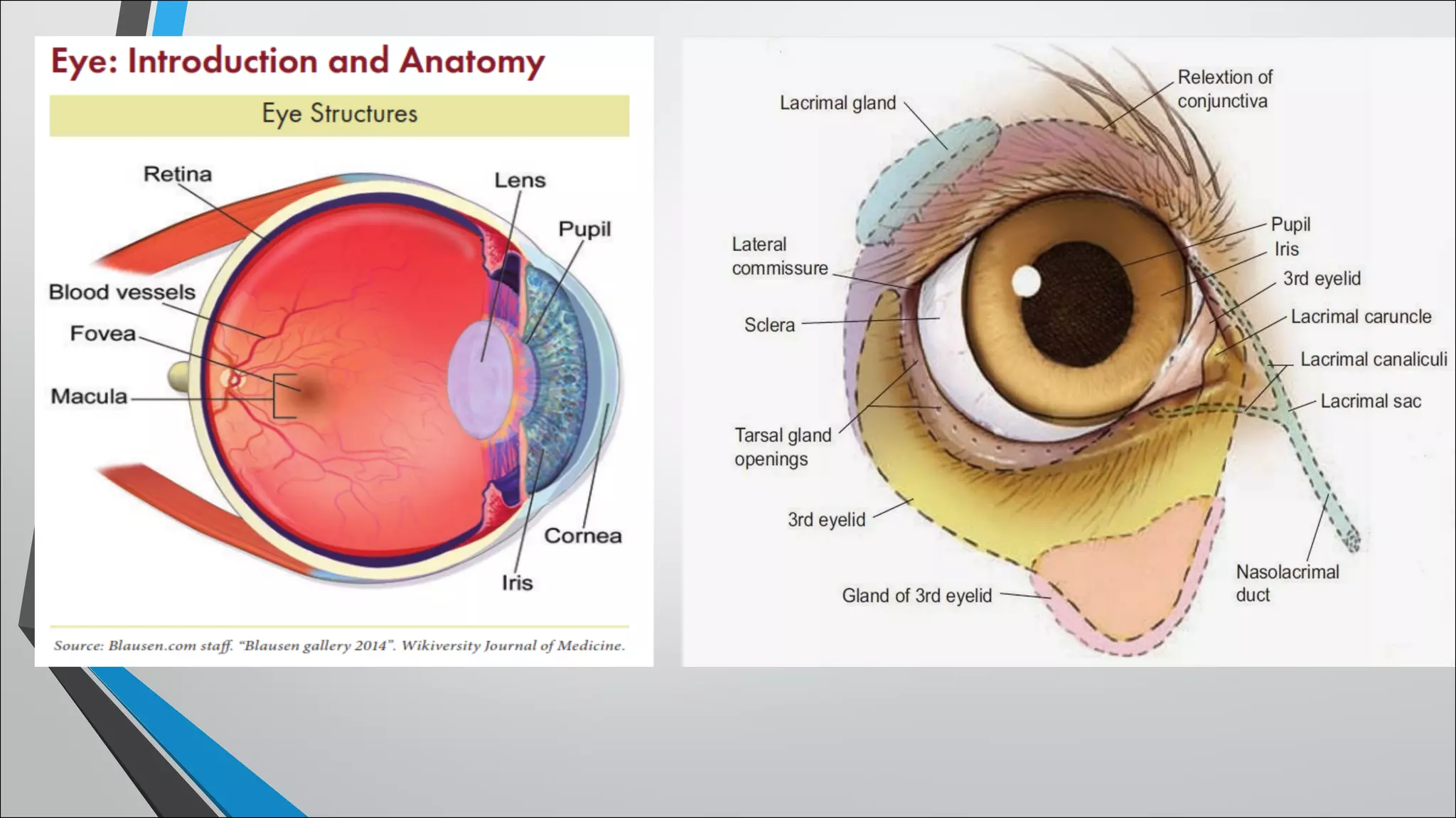Eye optic nerve and visal pathway.pdf