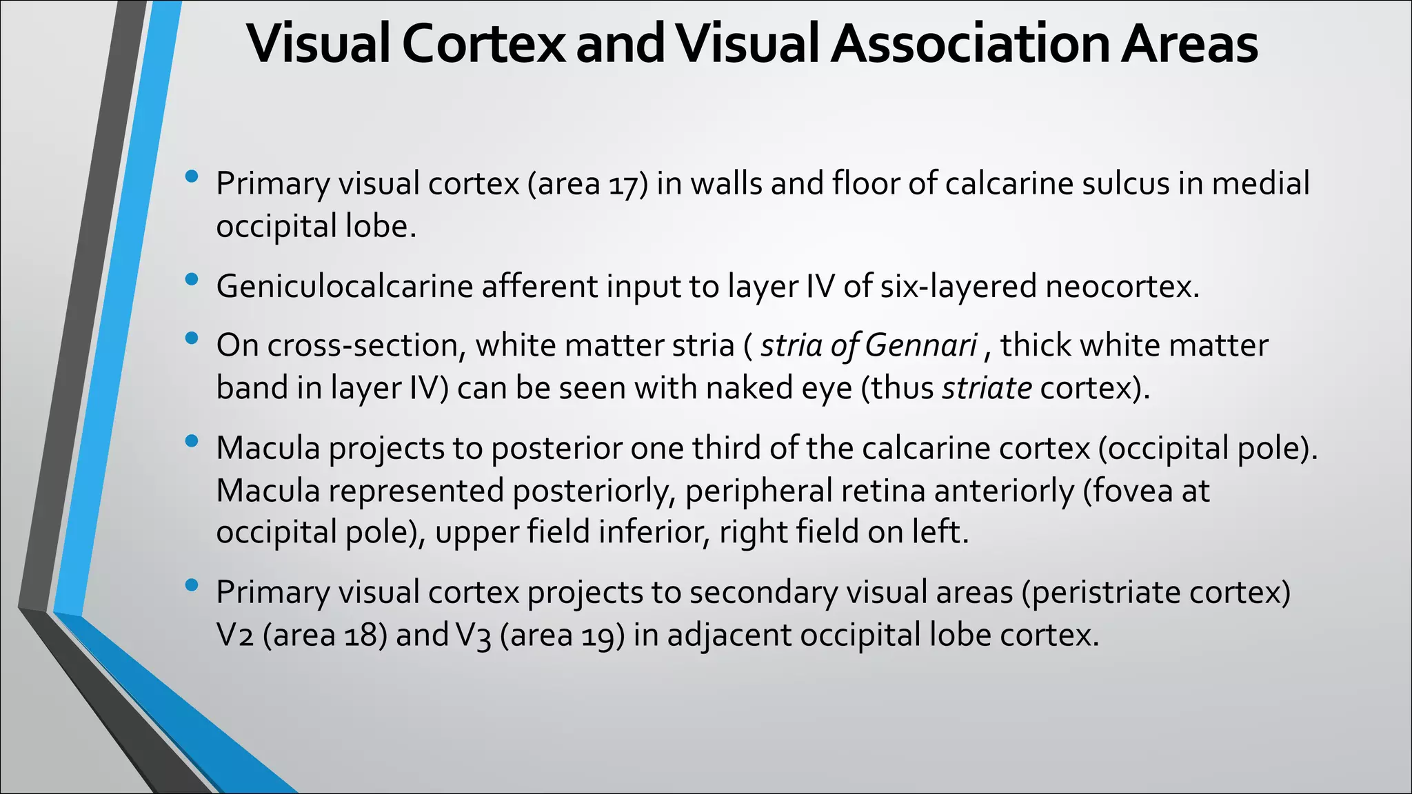 Eye optic nerve and visal pathway.pdf
