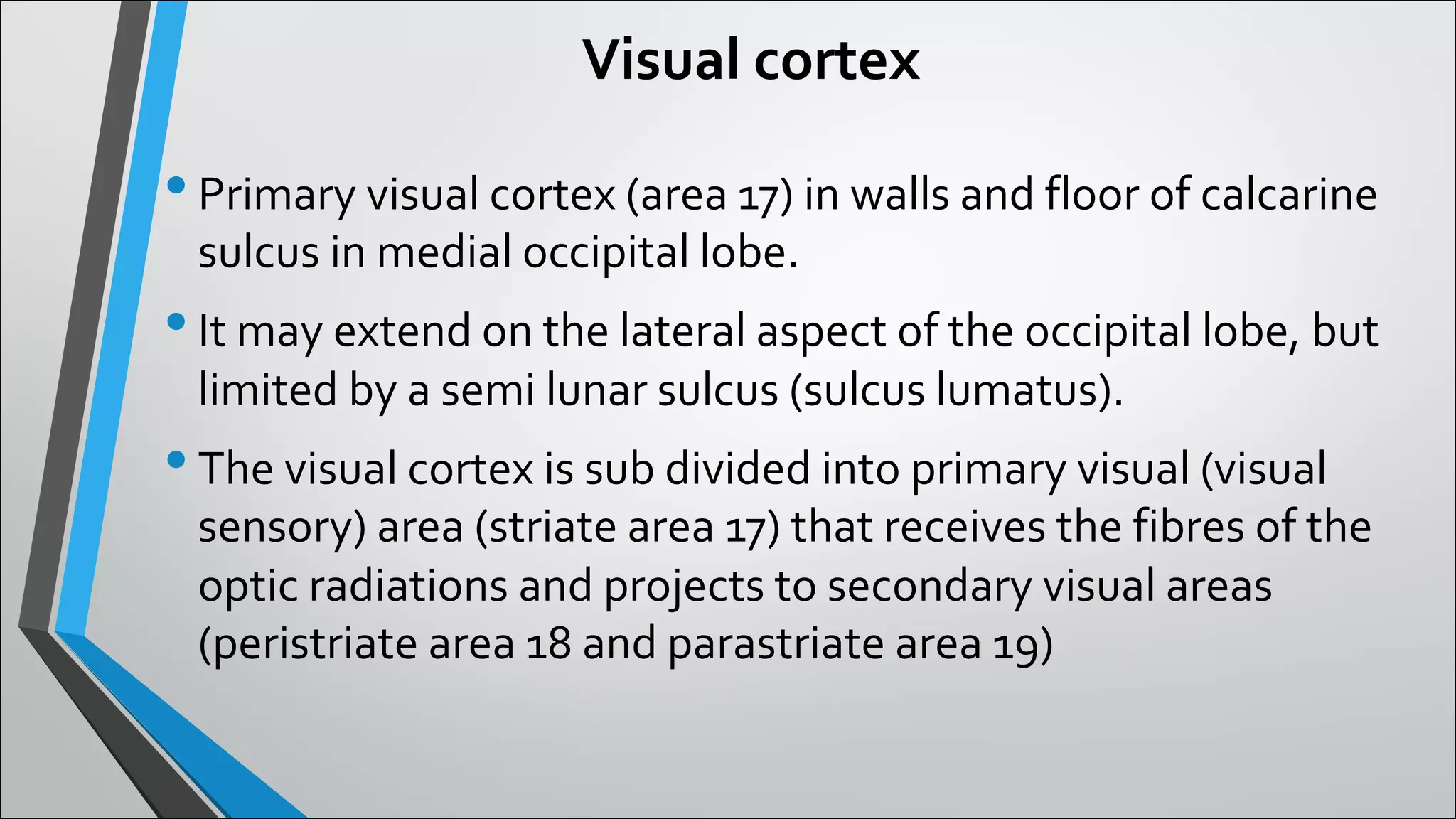 Eye optic nerve and visal pathway.pdf