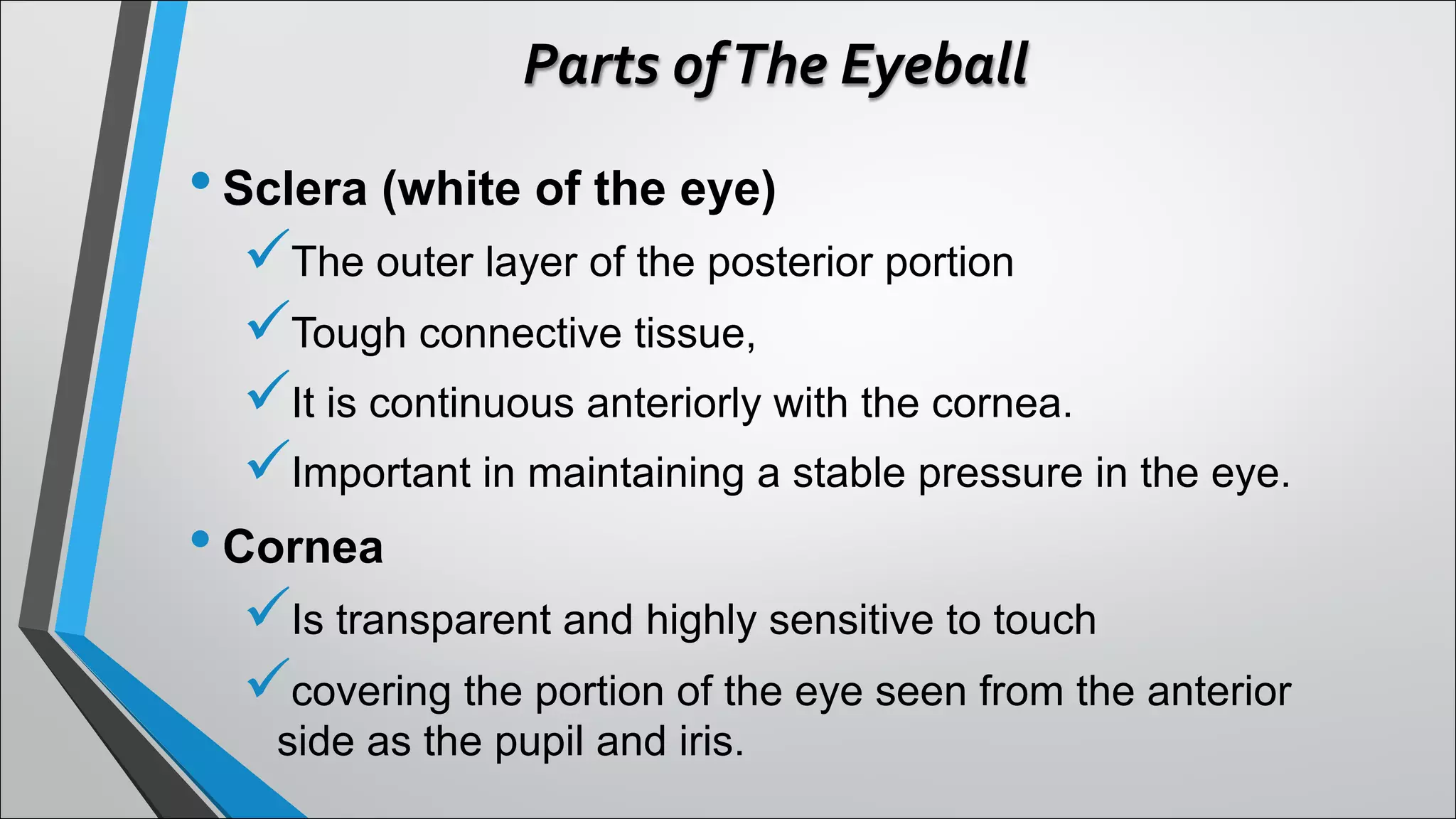 Eye optic nerve and visal pathway.pdf