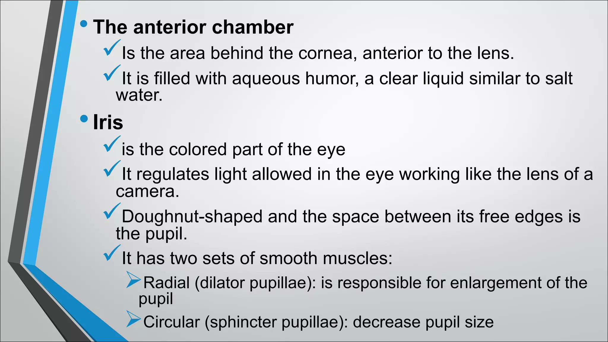 Eye optic nerve and visal pathway.pdf