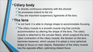 Eye optic nerve and visal pathway.pdf